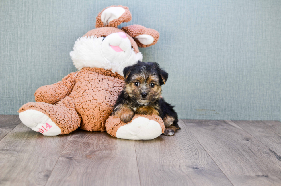 Morkie puppies for sale | Mixed Small Breed puppies for sale