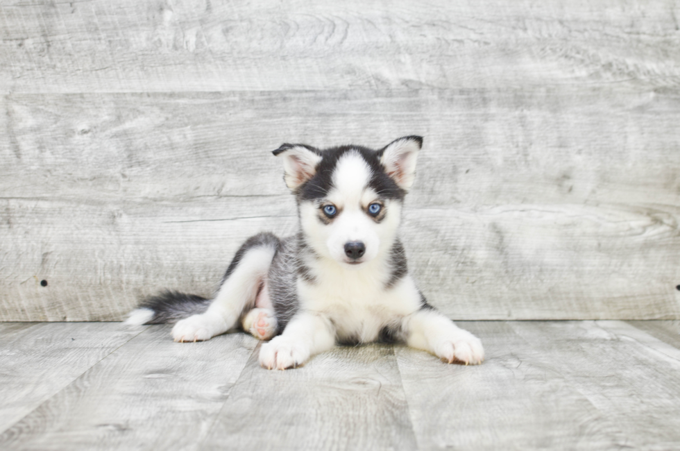 Pomsky puppies for sale | Small cross puppies breeds for sale in Ohio