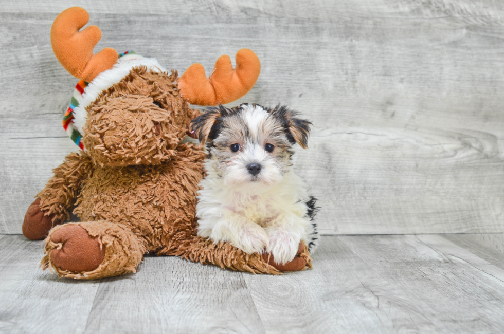 Morkie puppies for sale | Mixed Small Breed puppies for sale