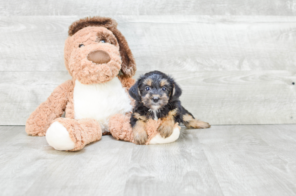 Yorkie Poo puppies for sale | Designer dog breed for sale in Ohio
