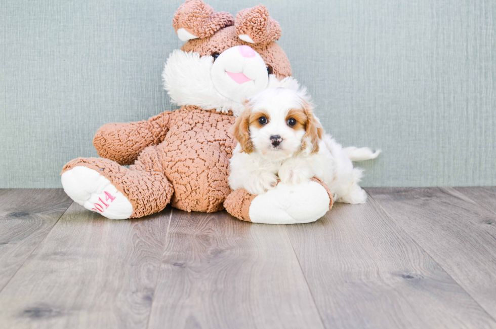 Small breed puppies for sale | Teacup Pups for sale in Ohio – Premier Pups