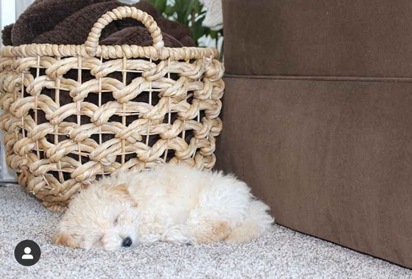 Poochon Puppies for Sale