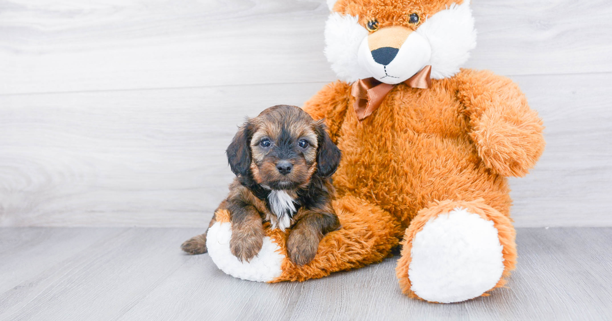 Cute Mini Doxiedoodle Shirley: 3lb 7oz Small Breed Puppy