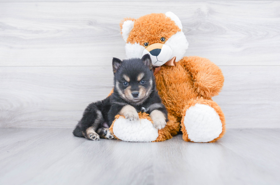 Pomsky Puppies For Sale Online | Comfortable US Shipping Available