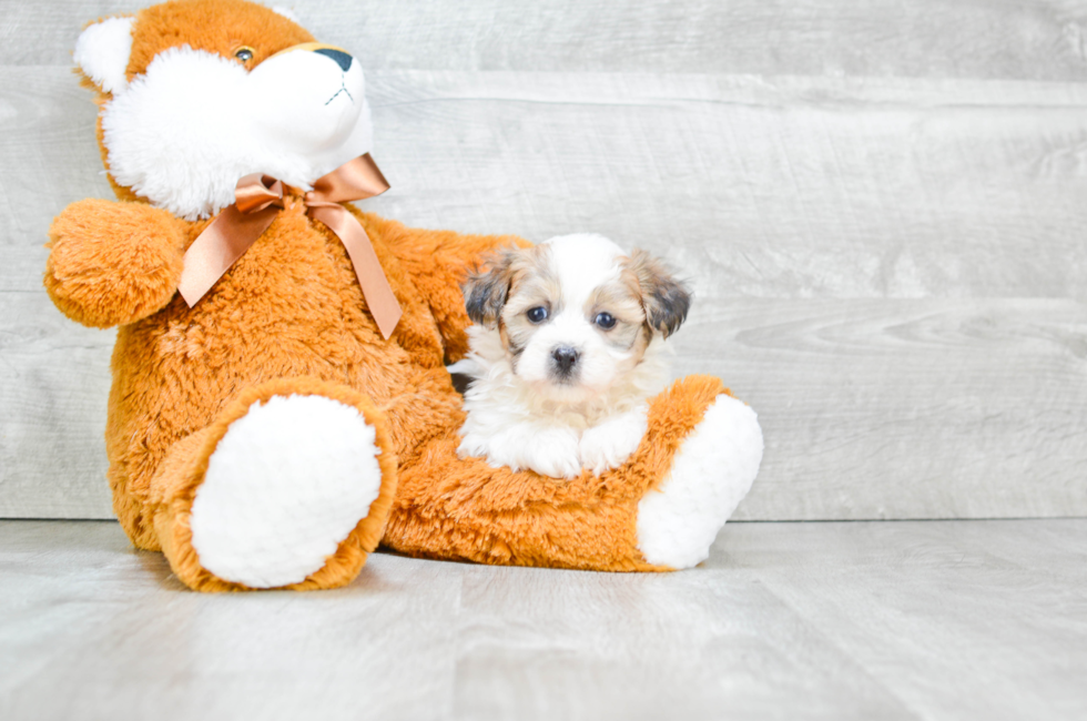 Teddy Bear Puppies for Sale – Shichon Puppies | Premierpups.com