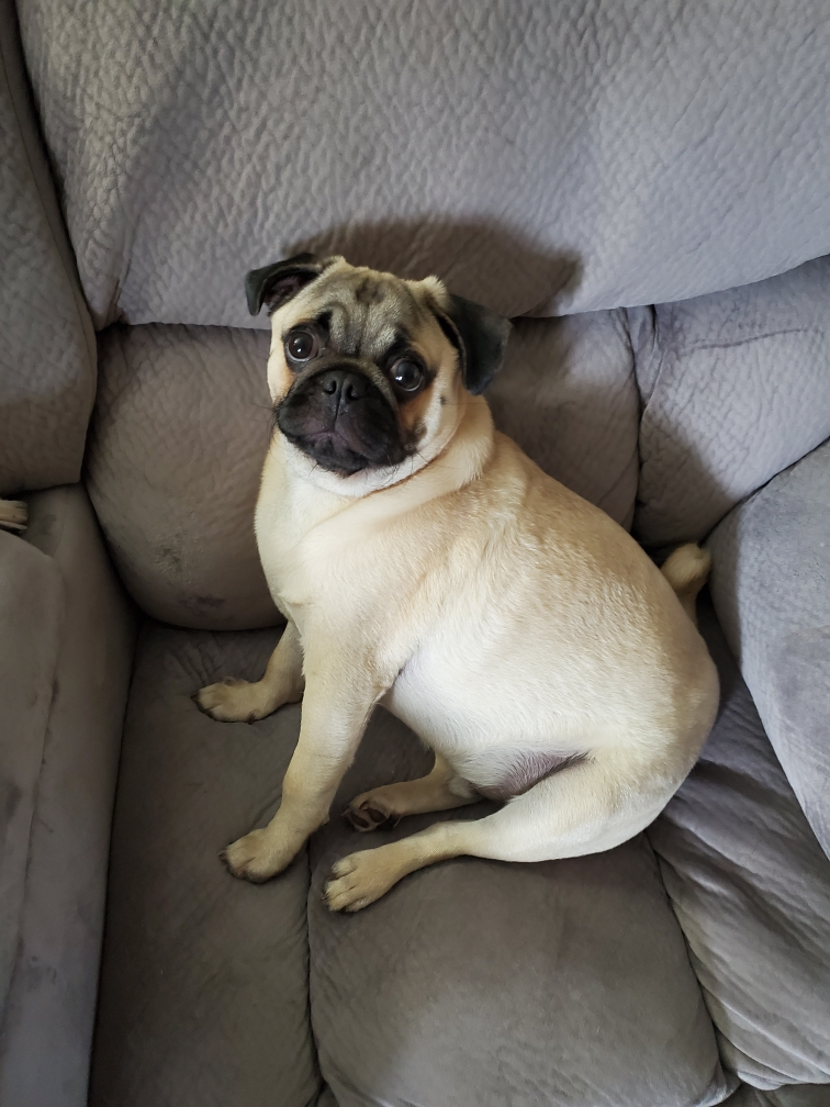 Delightful Pug Puppies For Sale | Premier Pups