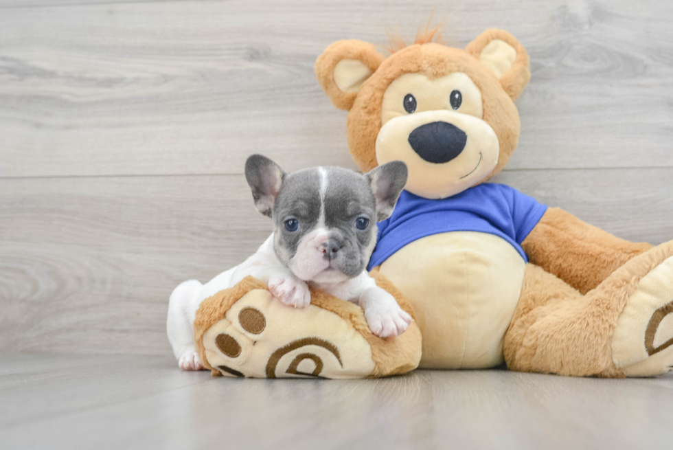 Adorable French Bulldog Bluebell: 6lb 10oz Purebred Puppy