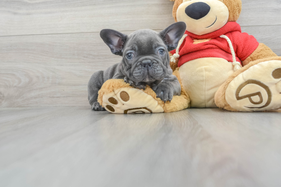Playful French Bulldog Gladiator: 7lb 6oz Purebred Puppy