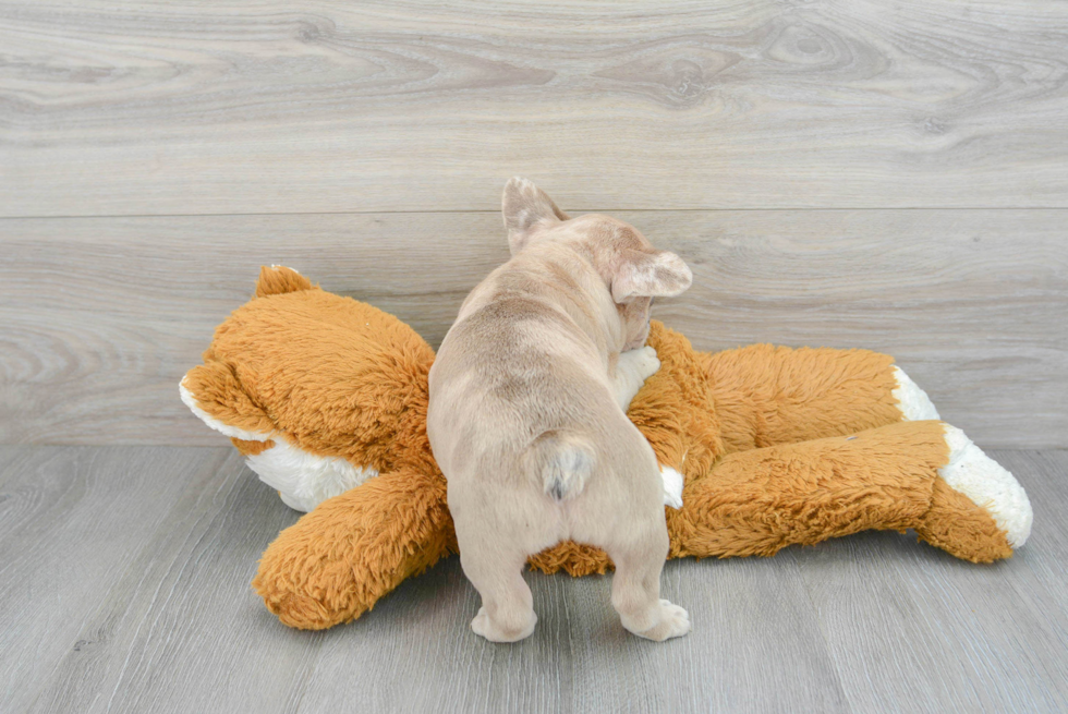 Cute French Bulldog Mona Lisa: 7lb 10oz Purebred Puppy