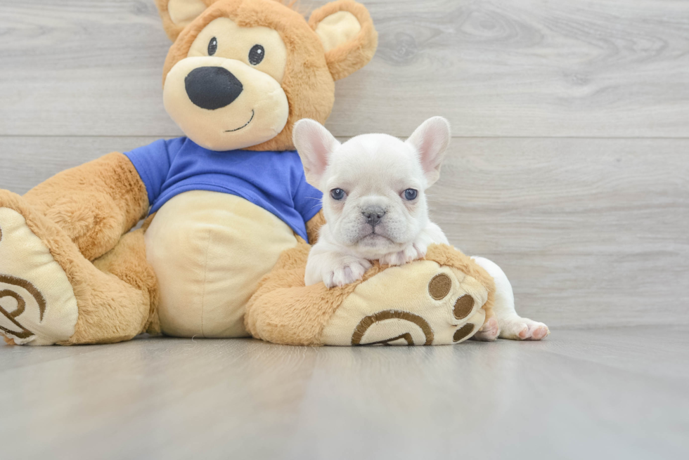 Petite French Bulldog Mona Lisa: 5lb 6oz Purebred Puppy