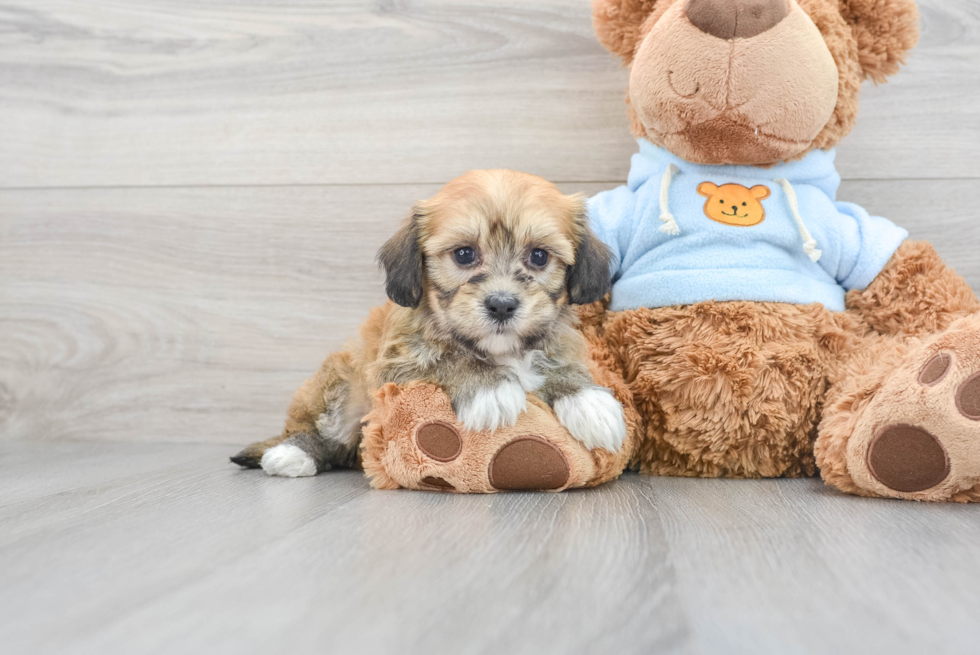 Adorable Havanese Alona: 3lb 13oz Purebred Puppy
