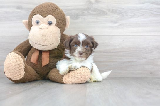 Havanese Puppies for Sale