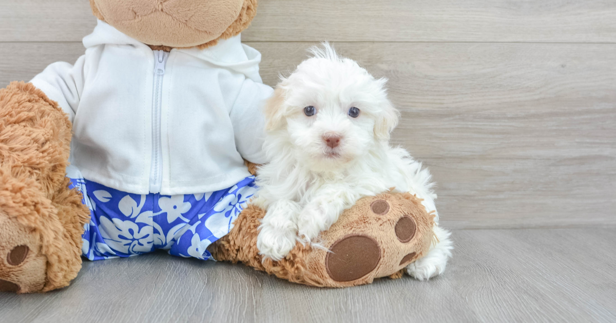 Smart Havanese Harris: 3lb 6oz Purebred Puppy