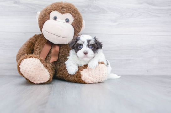 Havapoo Puppies for Sale | Premier Pups located in Ohio