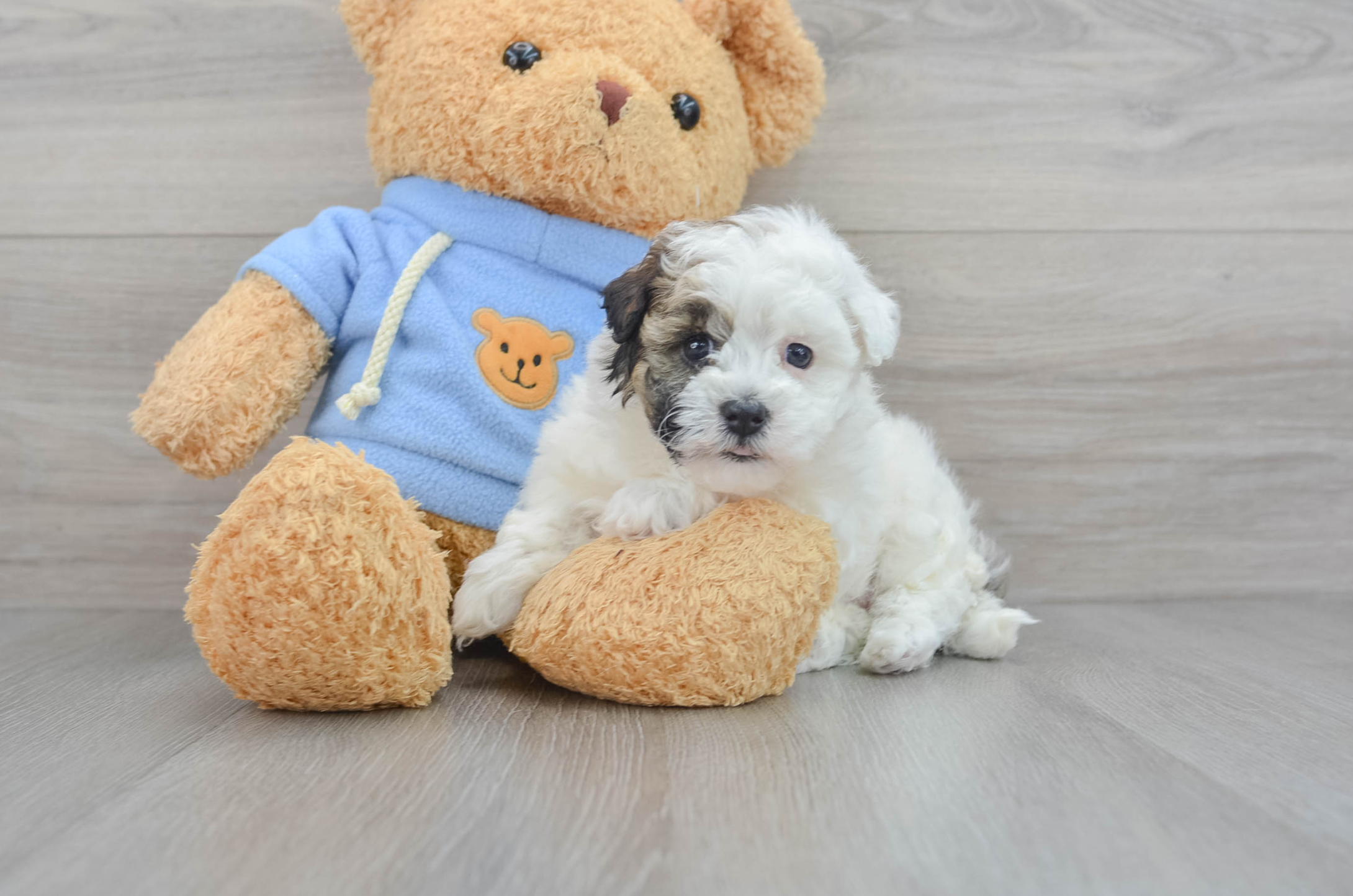 Havapoo Puppies for Sale | Exclusive Designer Puppies