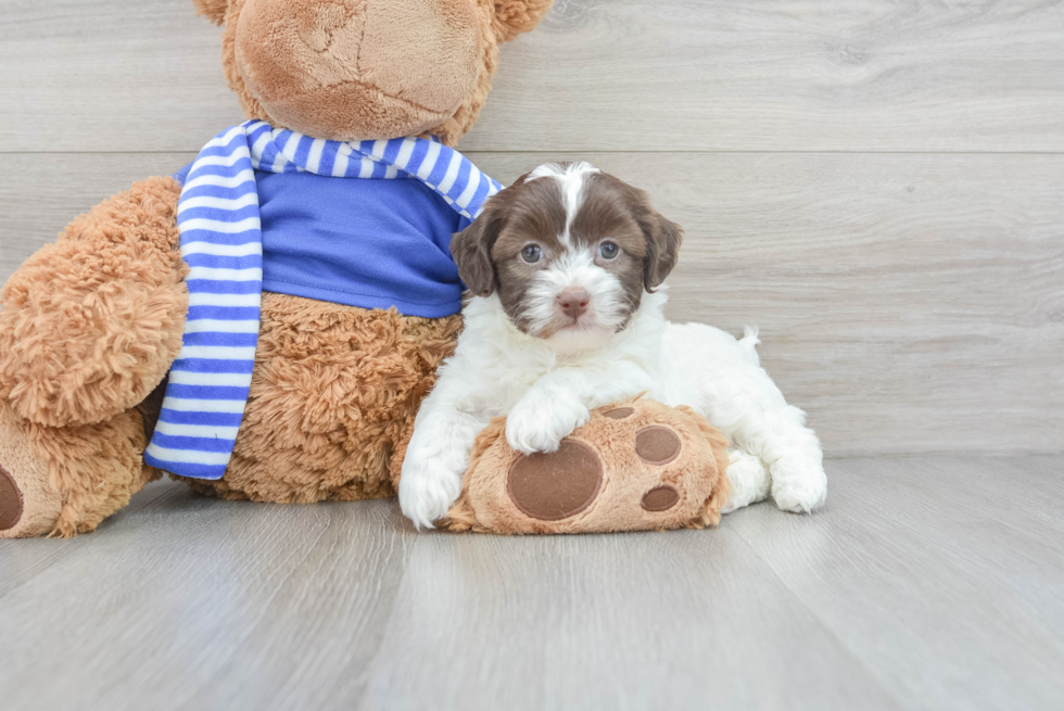 Smart Havapoo Amira: 3lb 12oz Doodle Puppy