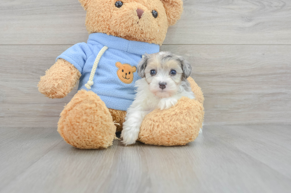 Toy Doodle Puppies For Sale | Premier Pups