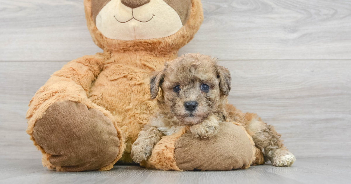 Fluffy Havapoo Chewy: 3lb 12oz Doodle Puppy