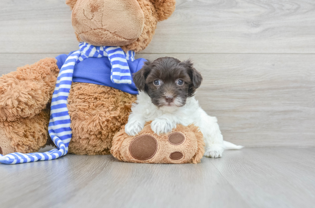 Havapoo Puppies for Sale | Exclusive Designer Puppies