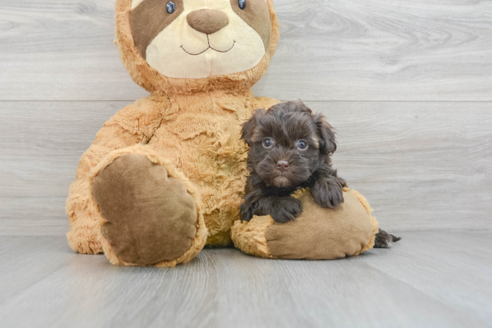Popular Havapoo Enrique: 3lb 3oz Doodle Puppy