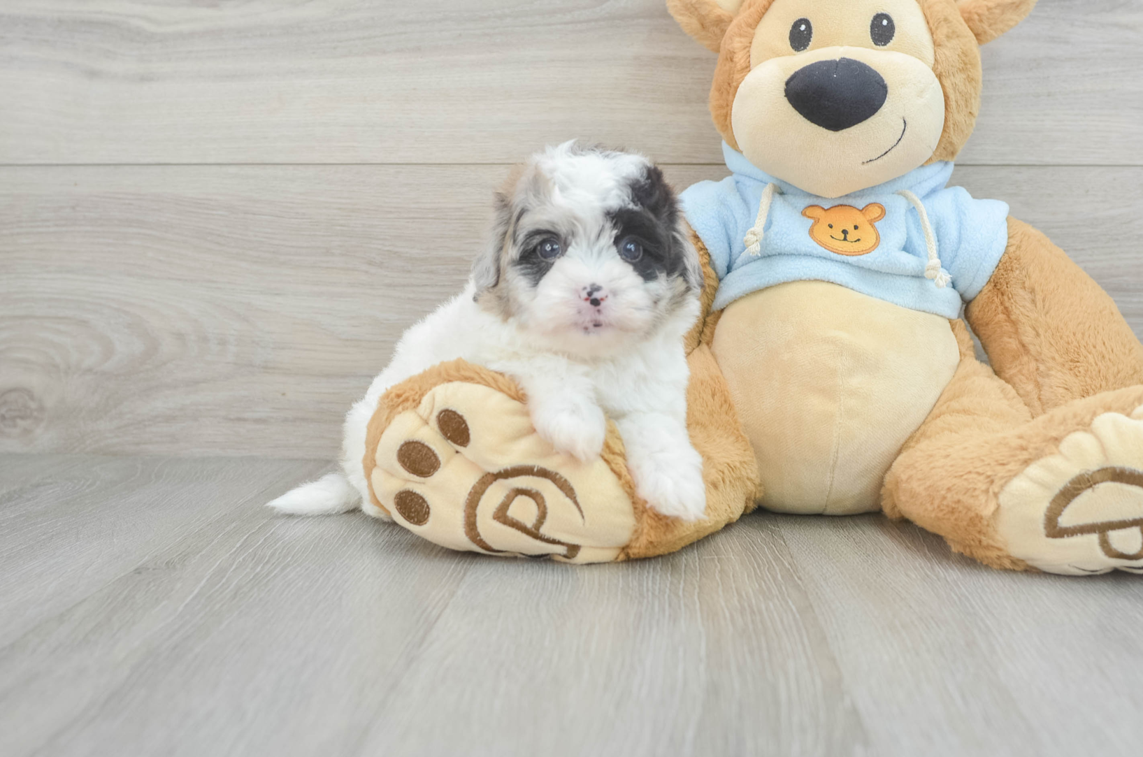Havapoo Puppies for Sale | Exclusive Designer Puppies