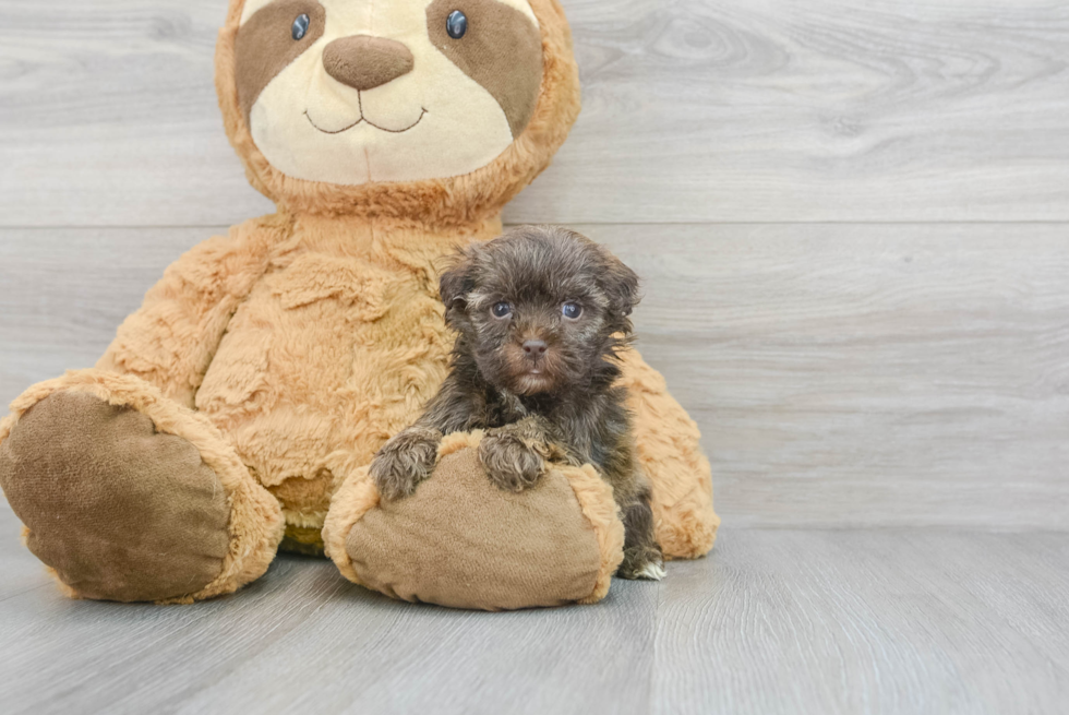 Adorable Havapoo Ernesto: 2lb 1oz Doodle Puppy