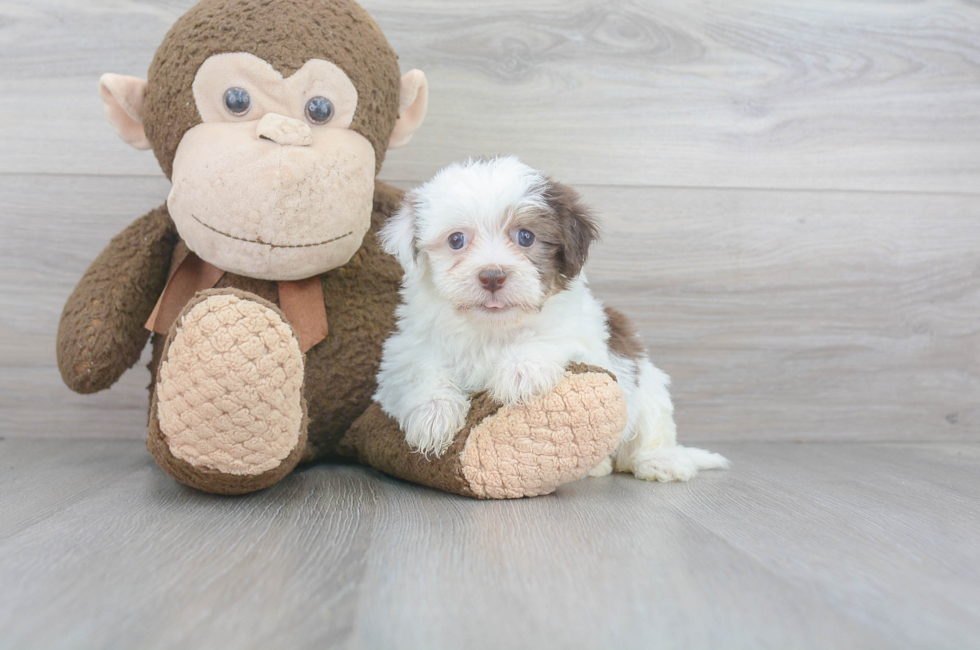 Havapoo Puppies for Sale