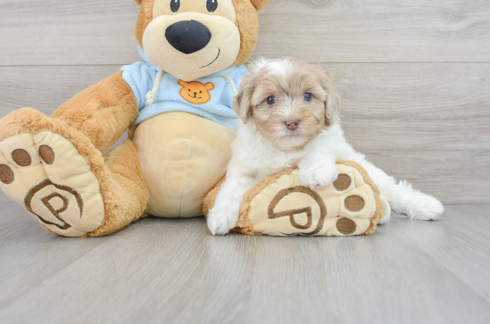 Havapoo Puppies for Sale | Exclusive Designer Puppies