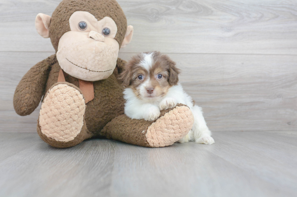 Havapoo Puppies for Sale