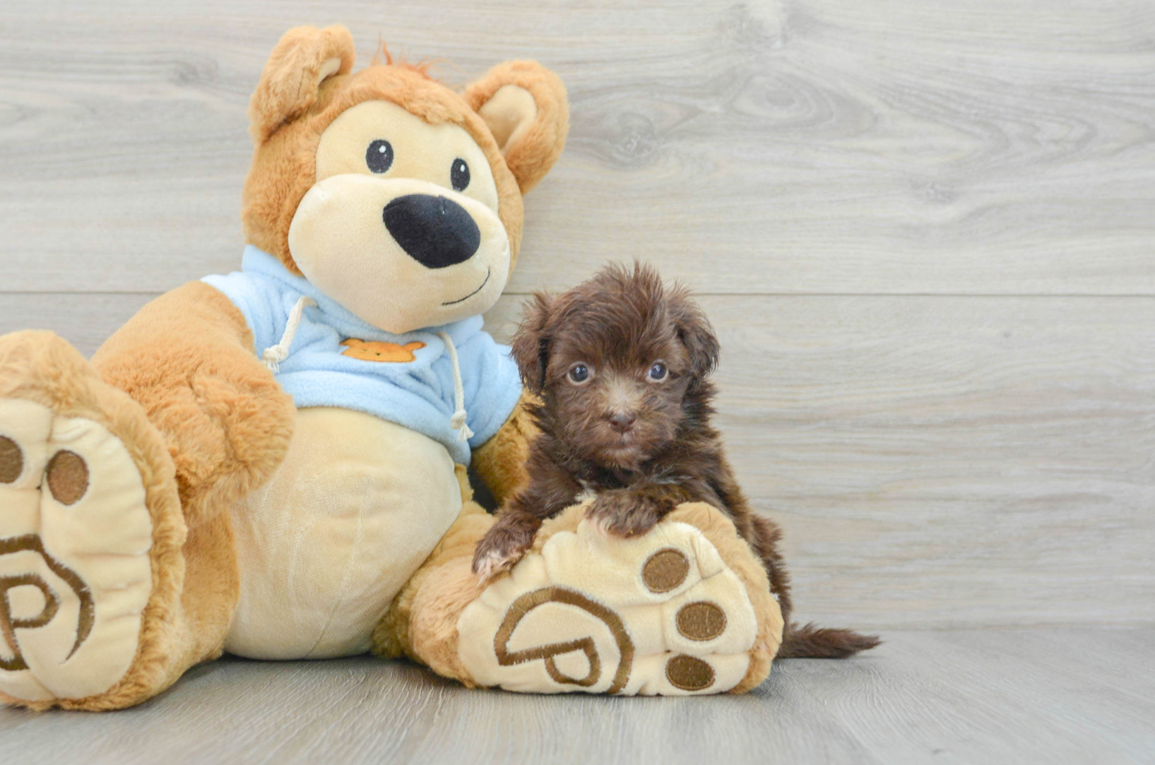 Havapoo Puppies for Sale | Exclusive Designer Puppies