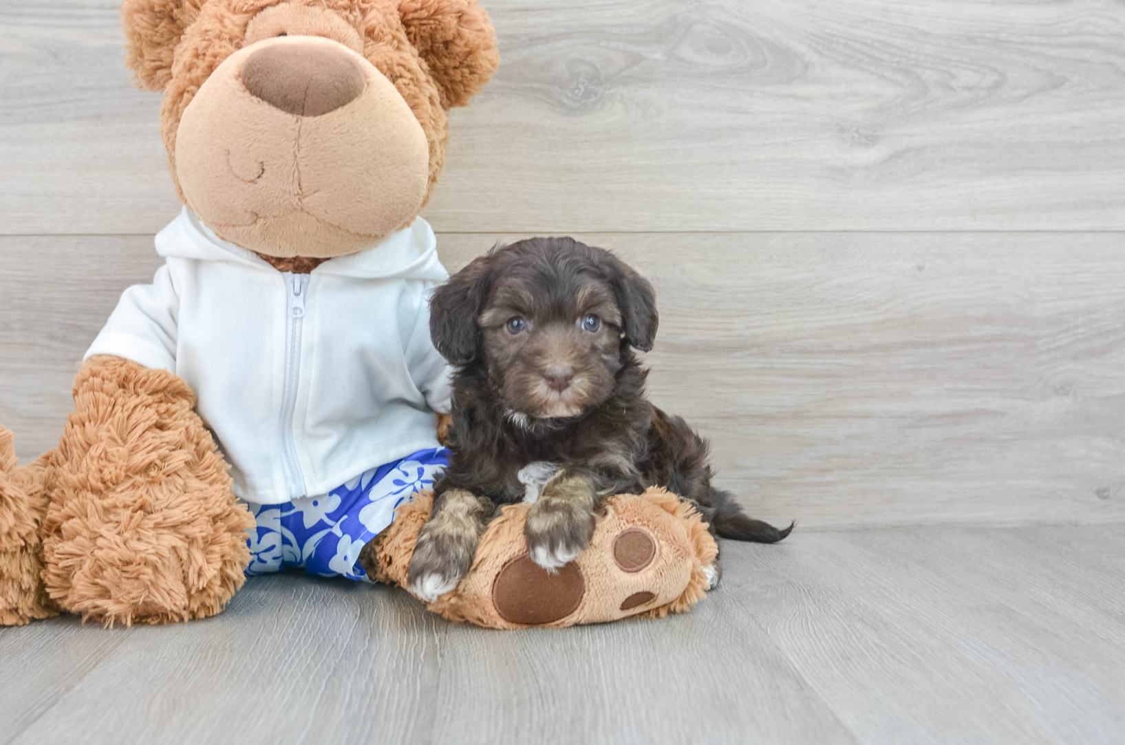 Havapoo Puppies for Sale | Exclusive Designer Puppies