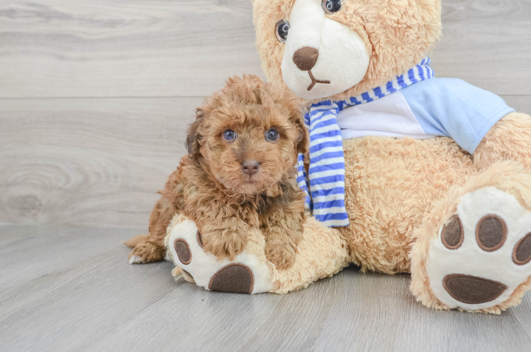 Havapoo Puppies for Sale | Exclusive Designer Puppies