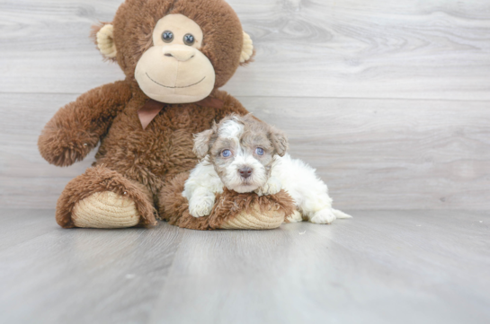 Havapoo Puppies for Sale | Premier Pups located in Ohio