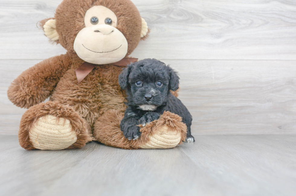 Havapoo Puppies for Sale