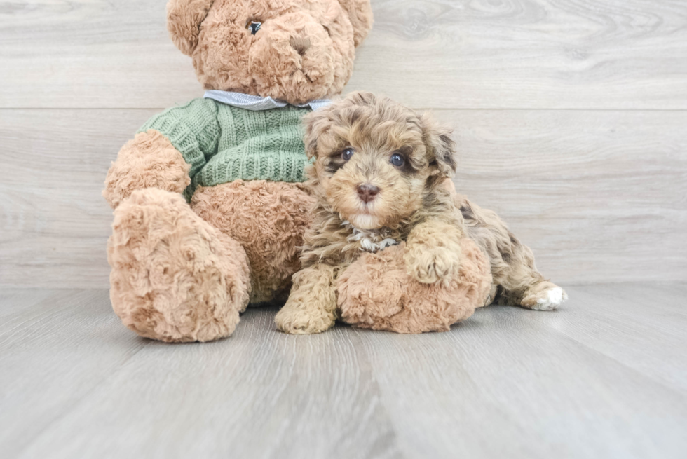 Happy Havapoo Harris: 4lb 13oz Doodle Puppy