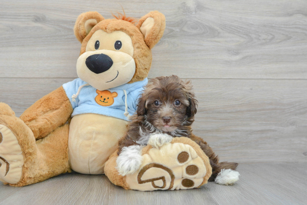 Playful Havapoo Havana: 2lb 15oz Doodle Puppy