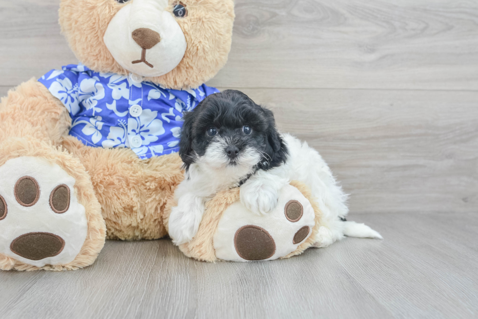 Smart Havapoo Java: 4lb 7oz Doodle Puppy