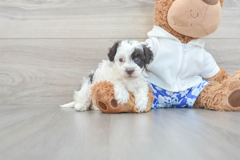Adorable Havapoo Jayde: 2lb 10oz Doodle Puppy