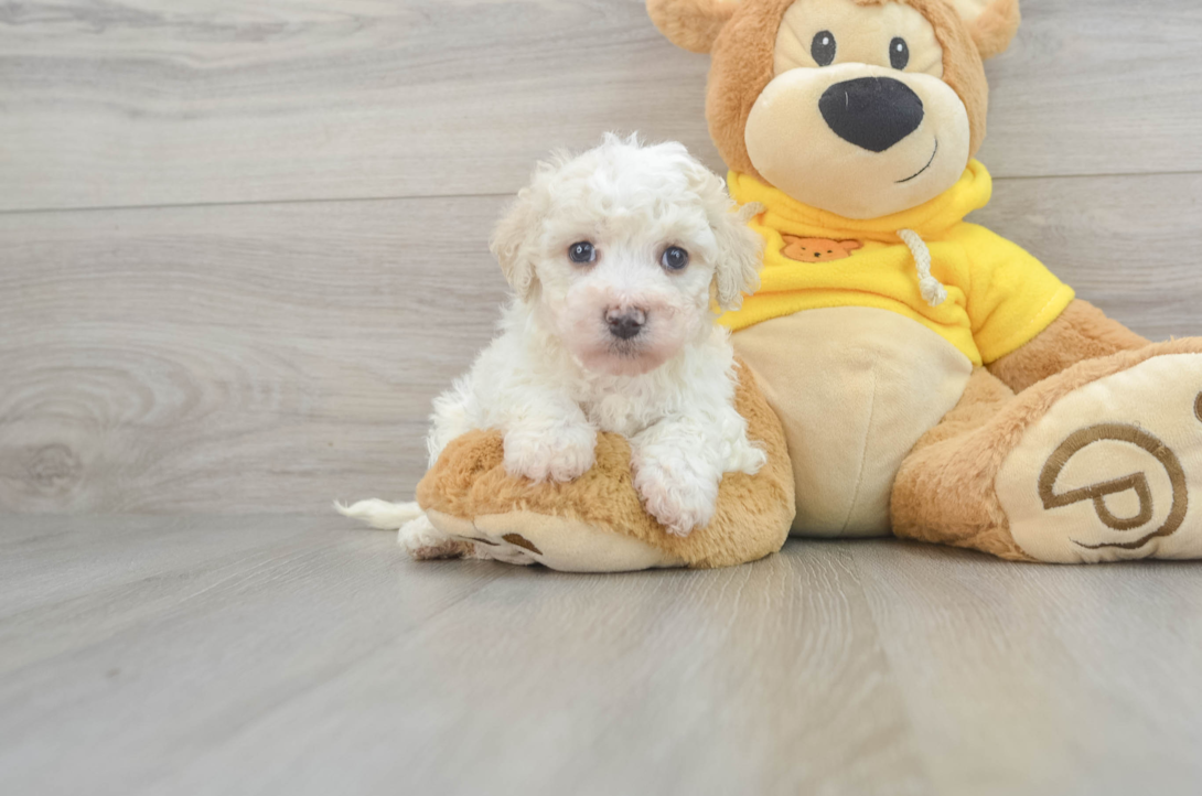 Havapoo Puppies for Sale | Exclusive Designer Puppies