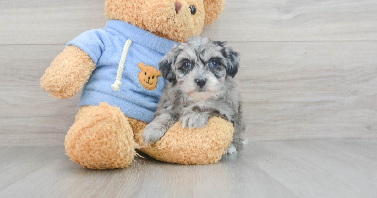 Cute Havapoo Katheryn: 3lb 10oz Doodle Puppy