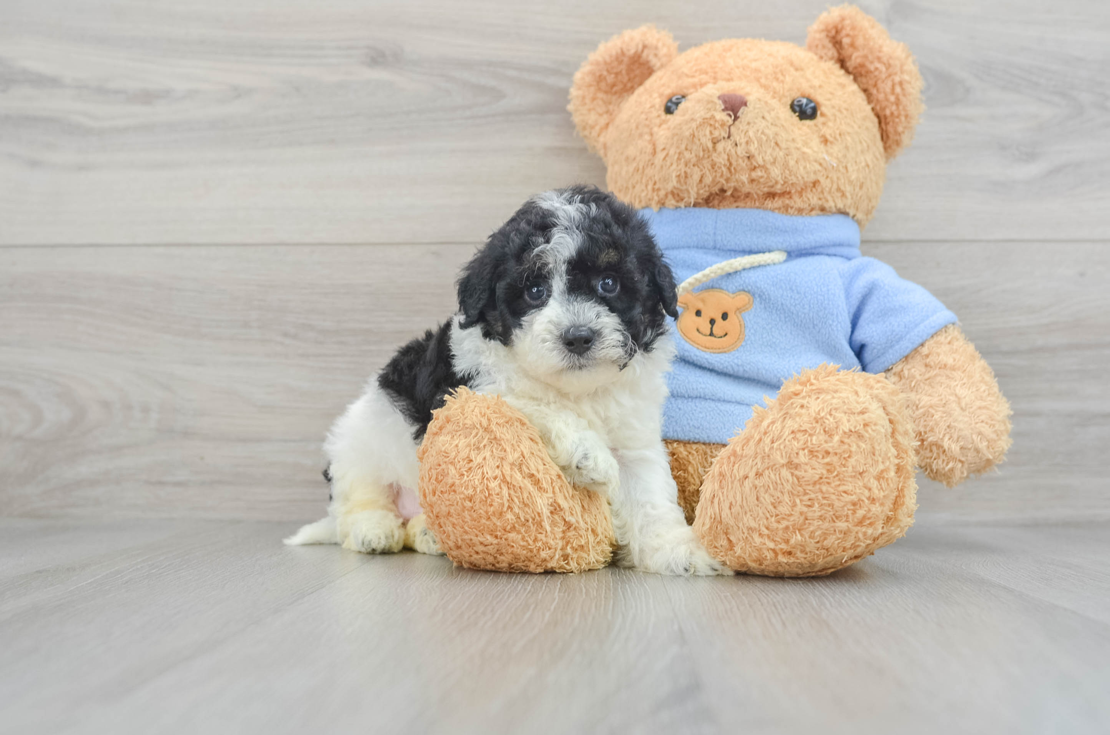 Havapoo Puppies for Sale | Exclusive Designer Puppies