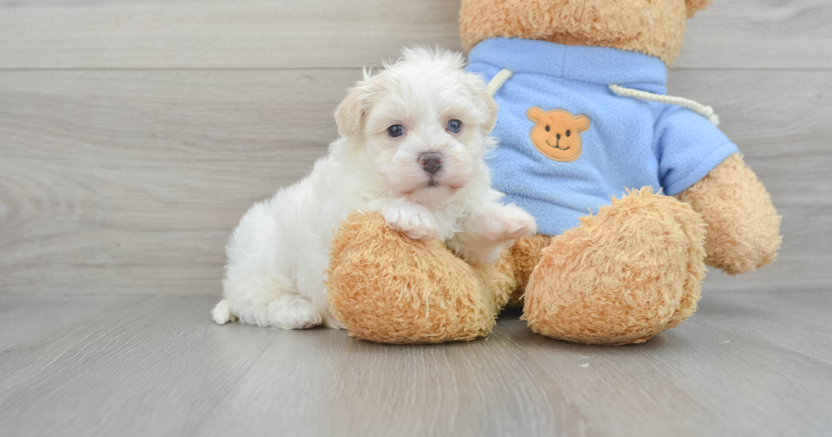 Cute Havapoo Leaf: 2lb 14oz Doodle Puppy