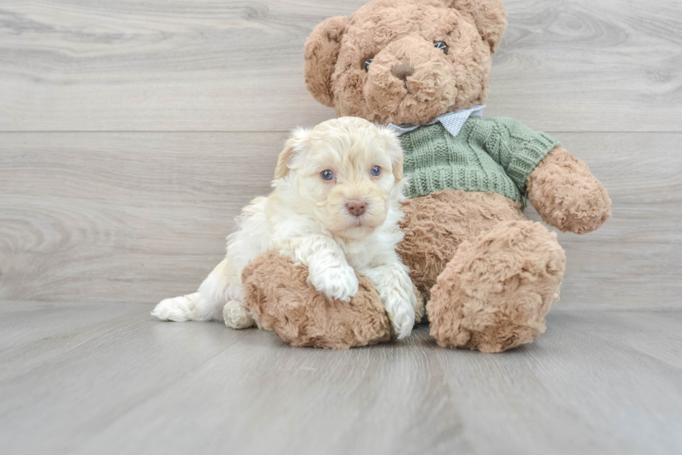 Hypoallergenic Havapoo Obi: 3lb 10oz Doodle Puppy