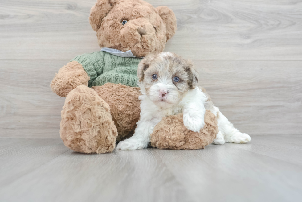 Popular Havapoo Omni: 4lb 2oz Doodle Puppy