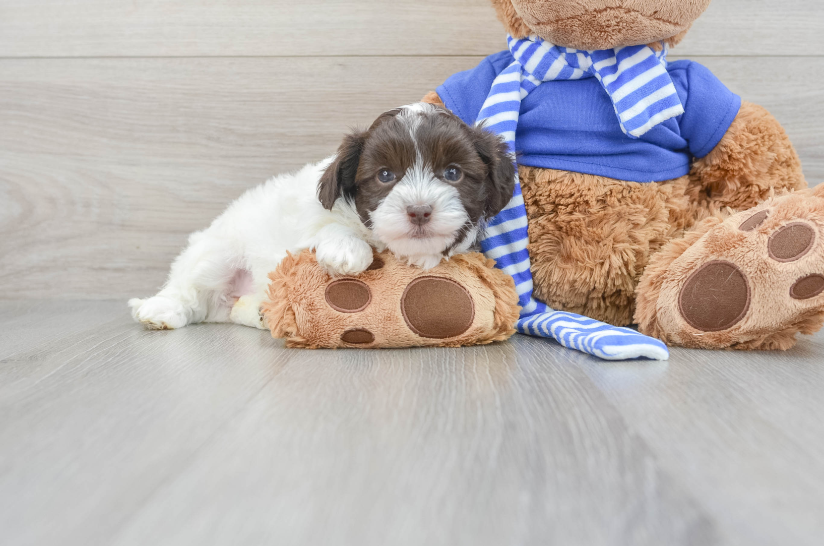 Havapoo Puppies for Sale | Exclusive Designer Puppies