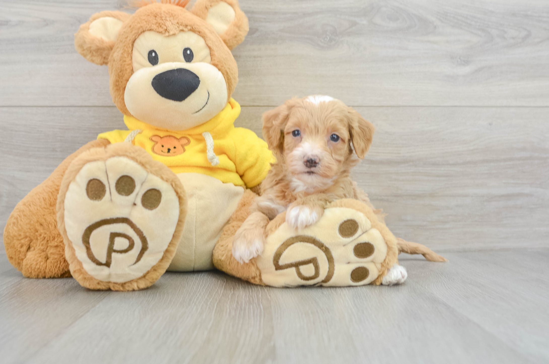 Havapoo Puppies for Sale | Exclusive Designer Puppies