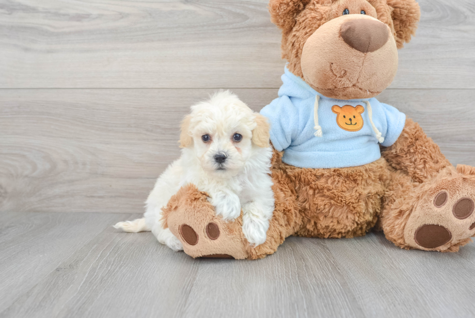 Fluffy Havapoo Rio: 2lb 9oz Doodle Puppy