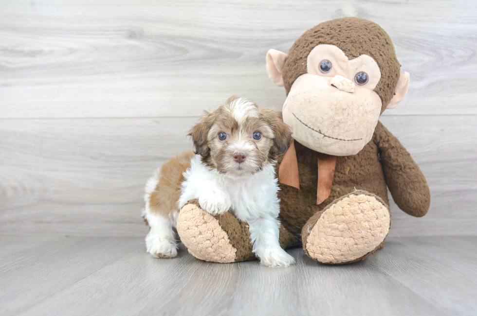 Havapoo Puppies for Sale | Premier Pups located in Ohio