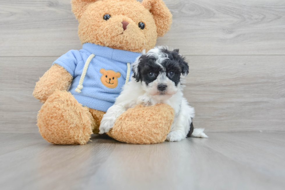 Petite Havapoo Shay: 3lb 9oz Doodle Puppy