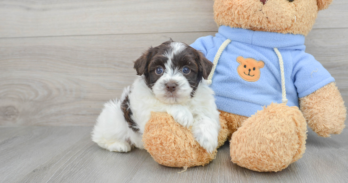 Cute Havapoo Vinnie: 3lb 15oz Doodle Puppy